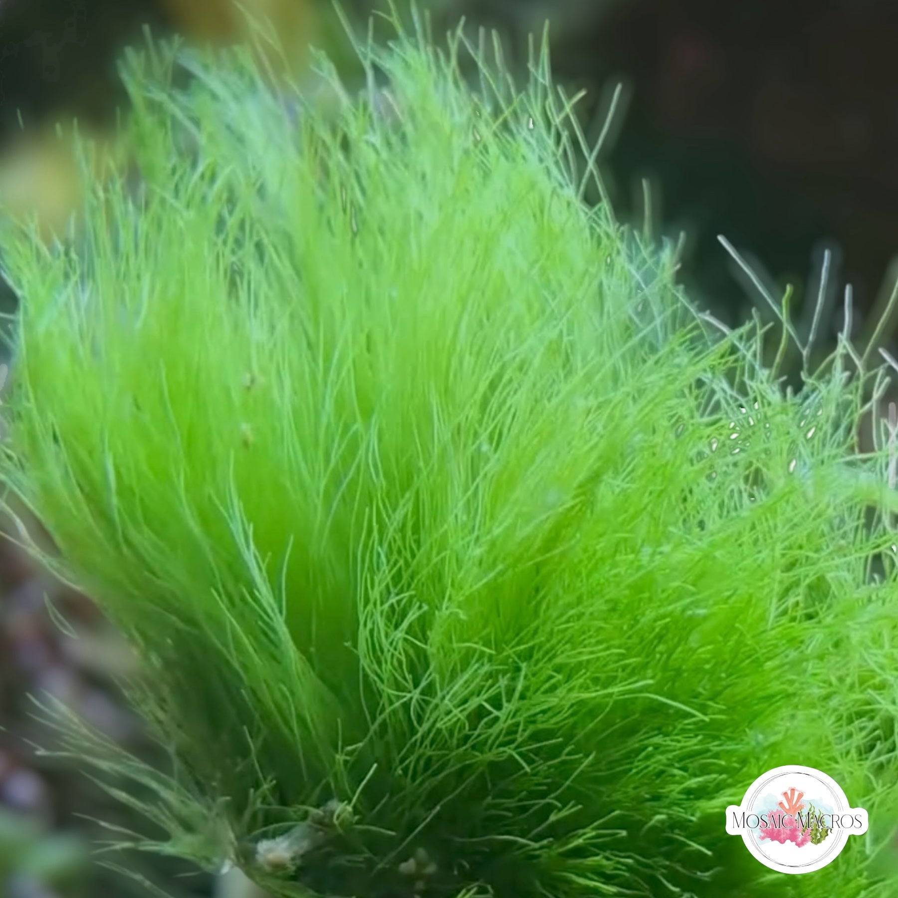 Turtle Weed Macroalgae | Chlorodesmis fastigiata – MosaicMacros