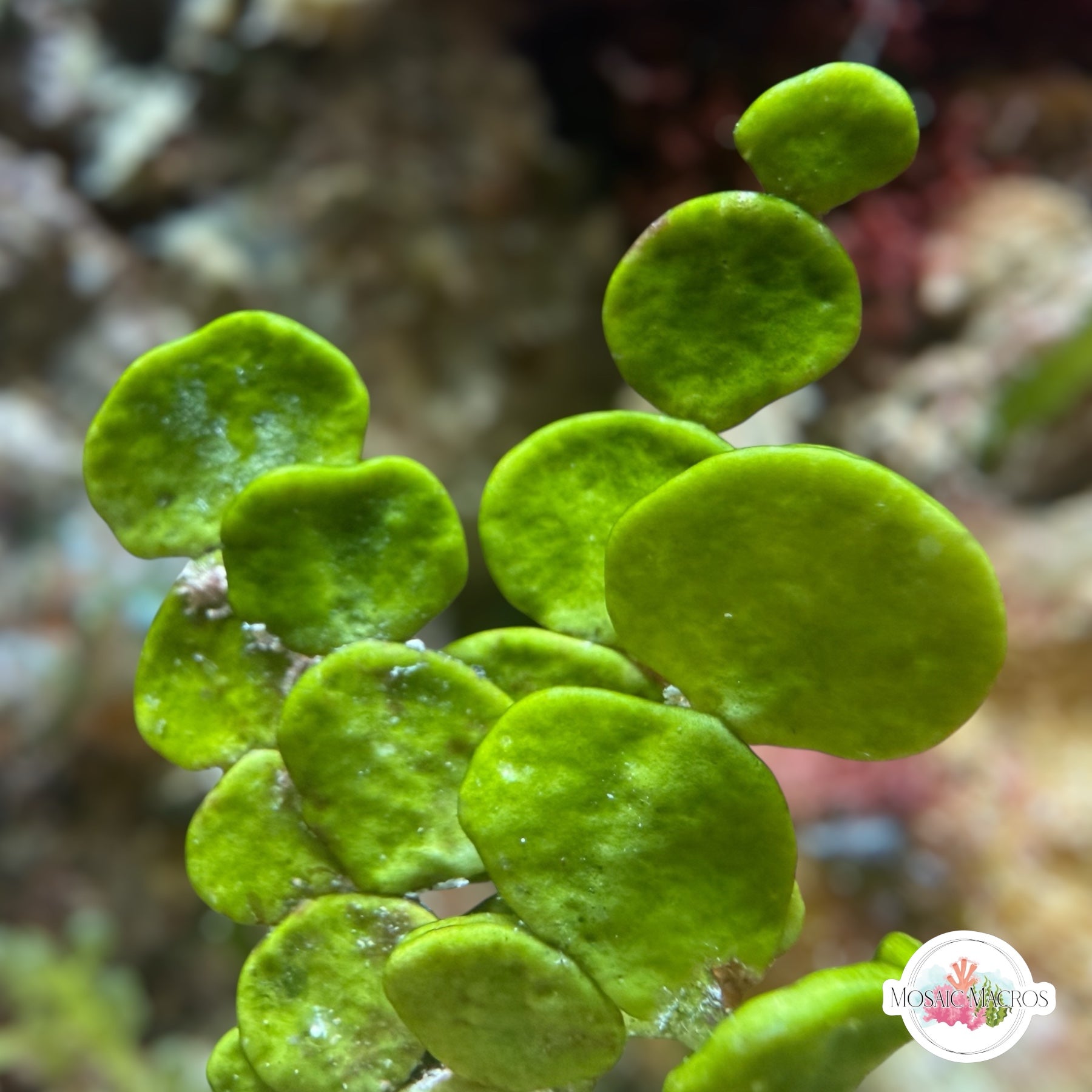Coin Halimeda Macroalgae | Halimeda discoidea – MosaicMacros