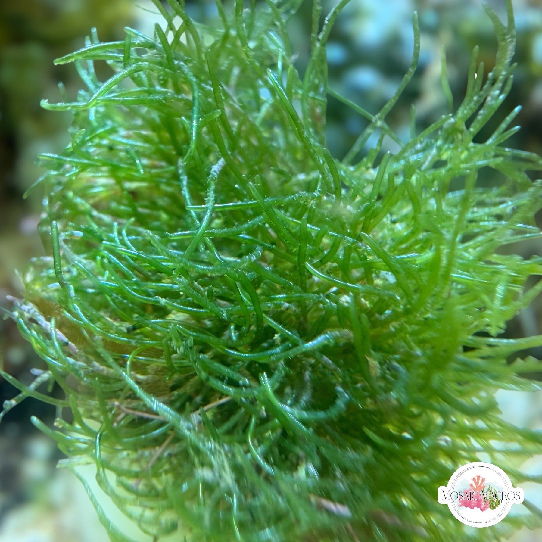 Maiden’s Hair Macroalgae | Chlorodesmis sp. – MosaicMacros