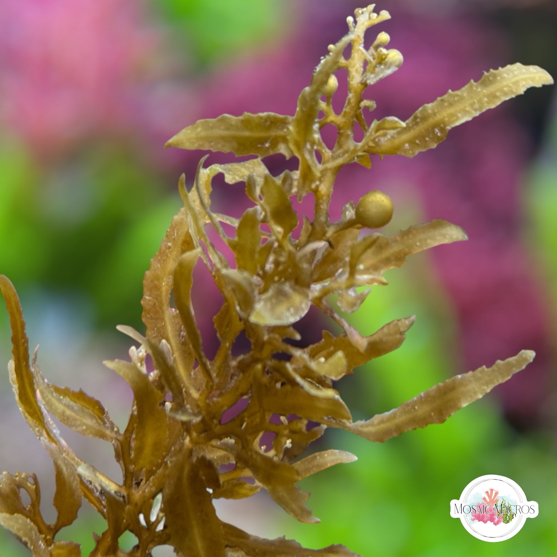 Sargassum Macroalgae | Sargassum sp. – MosaicMacros
