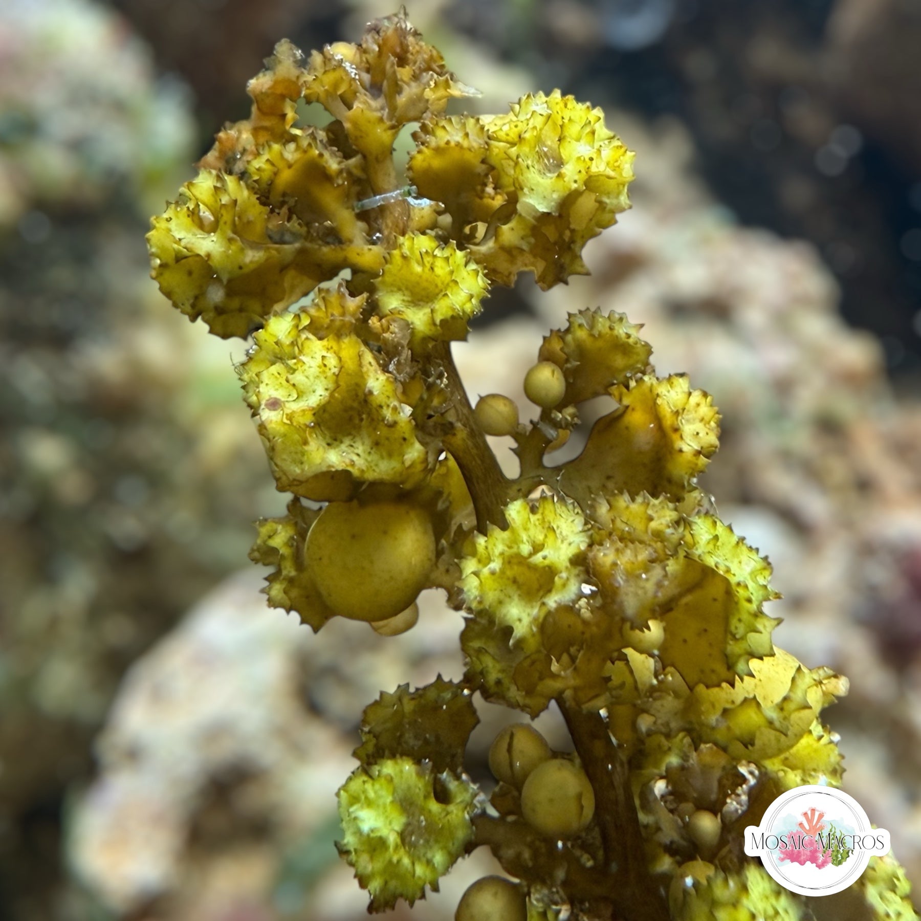 Sargassum Macroalgae | Sargassum sp. – MosaicMacros