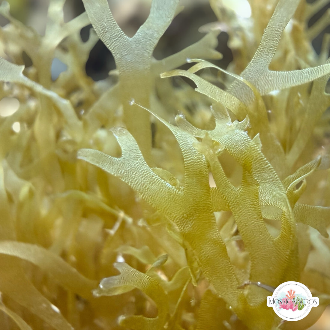 Brown Ribbon Macroalgae | Dictyota sp. – MosaicMacros