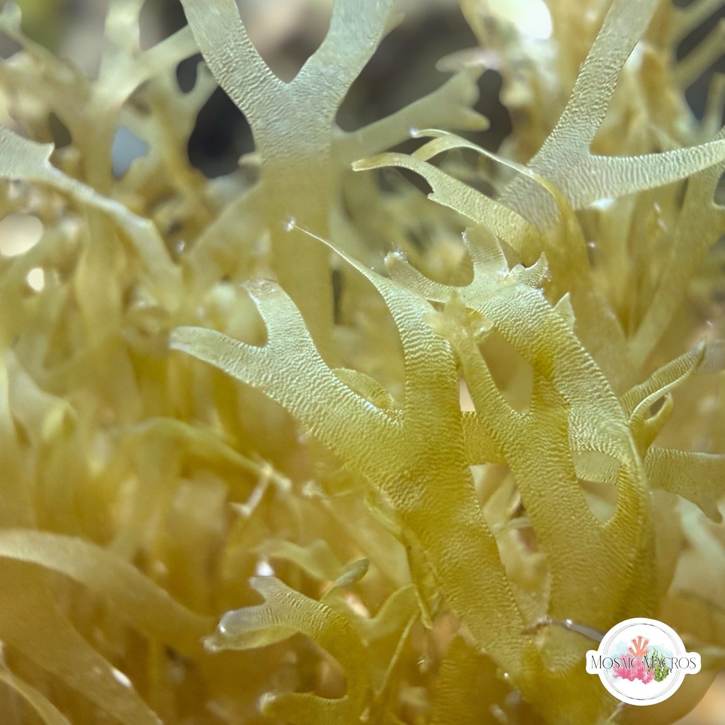 Brown Ribbon Macroalgae | Dictyota sp. – MosaicMacros