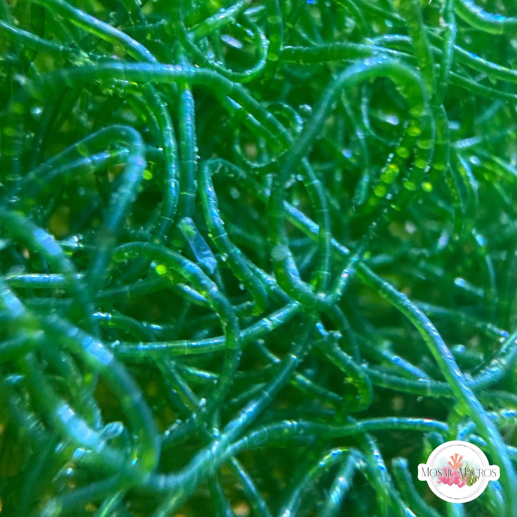 Chaetomorpha Macroalgae | Chaetomorpha sp. – MosaicMacros