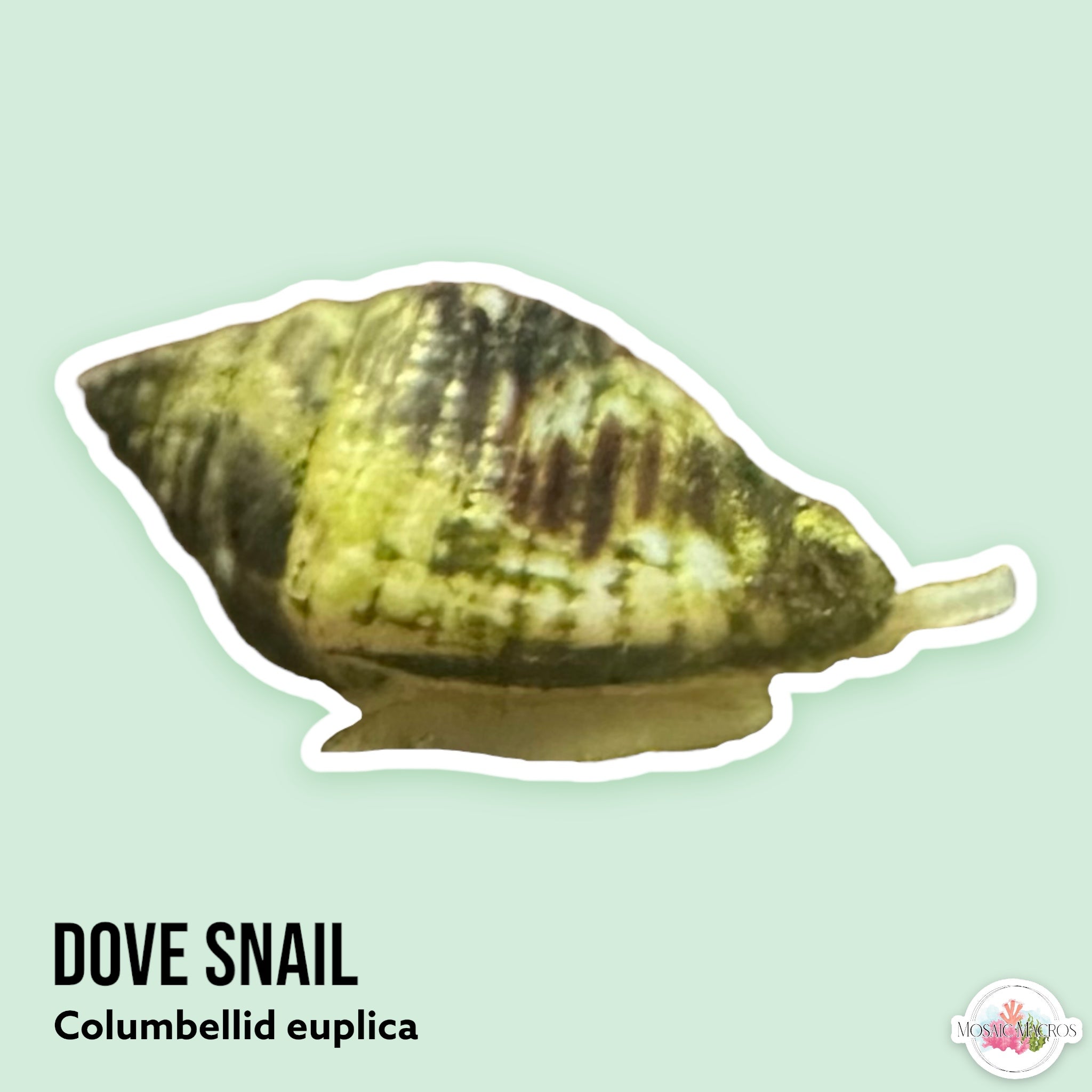 Dove Snail | Columbellid euplica – MosaicMacros