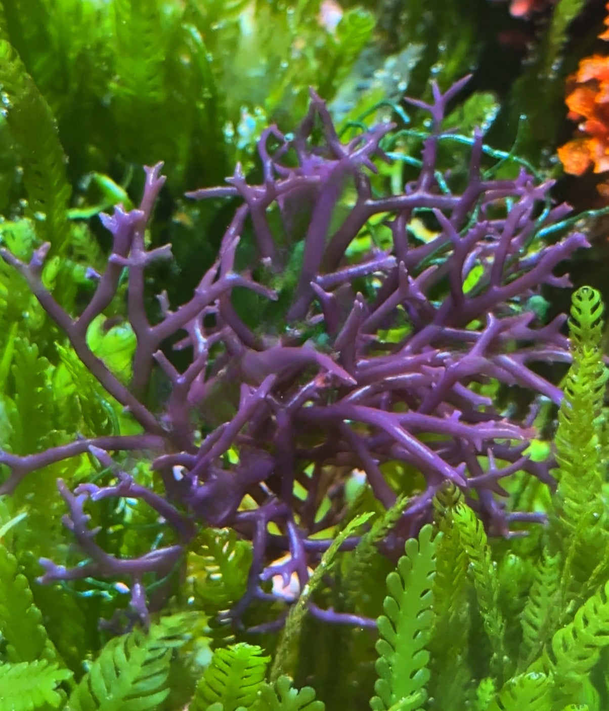 MosaicMacros - Saltwater Macroalgae for Sale for the Reef Tank