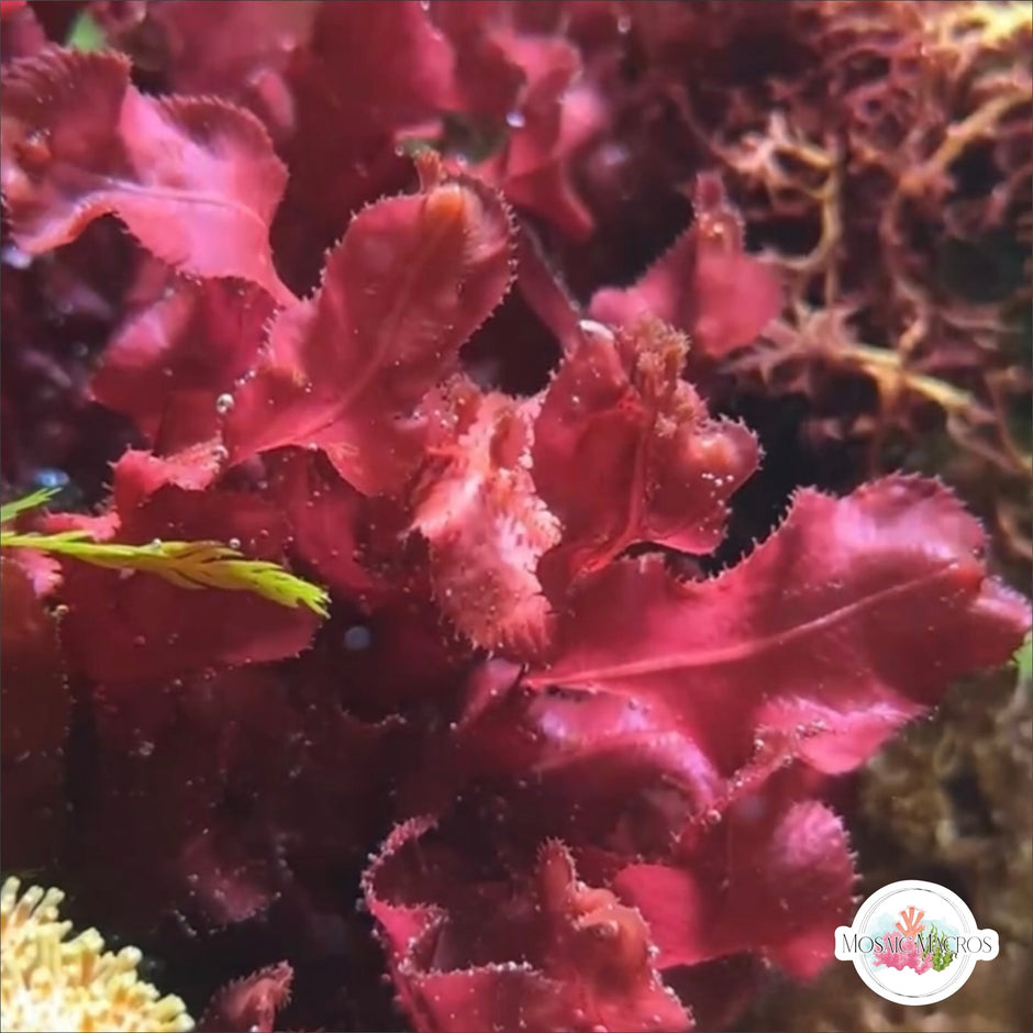 All Macroalgae – Page 2 – MosaicMacros