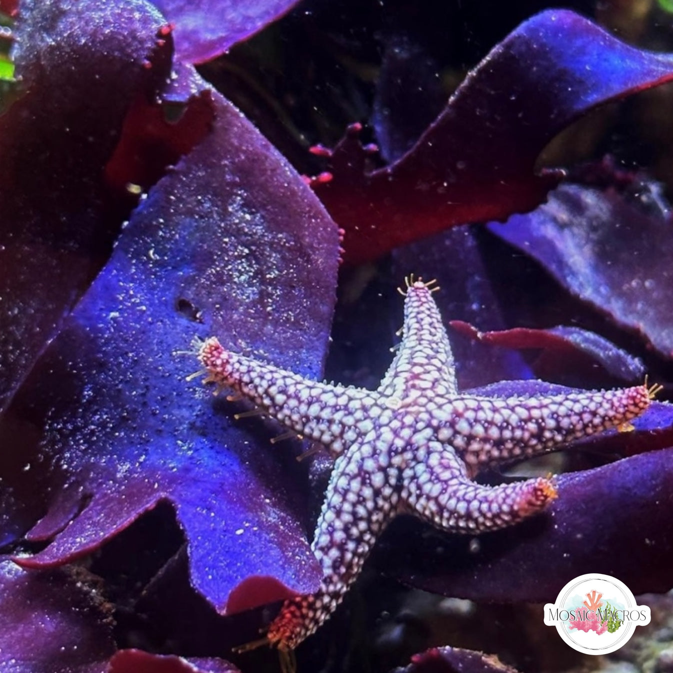 Purple Fauchea Macroalgae | Fauchea sp. – MosaicMacros