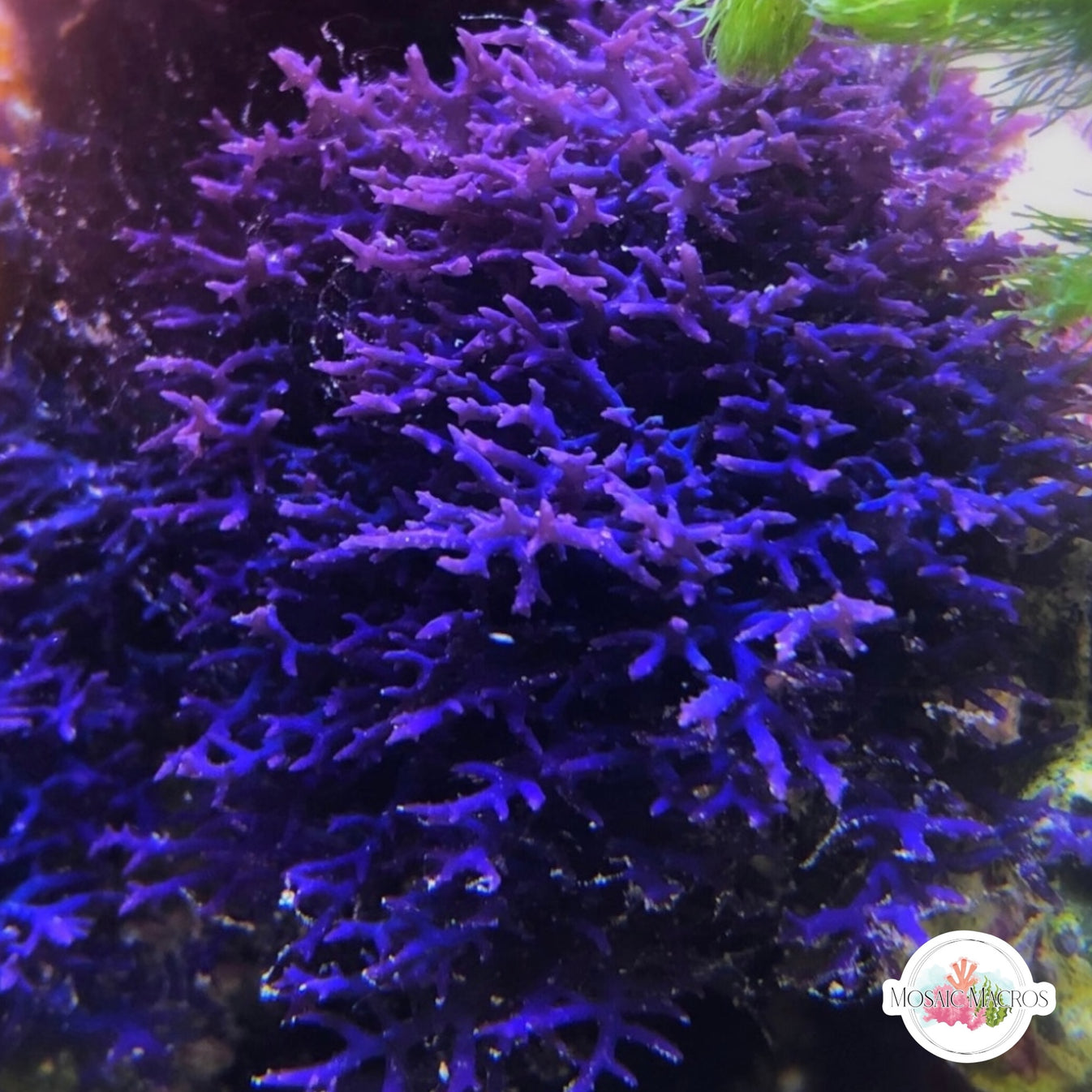 Blue Hypnea Macroalgae | Hypnea pannosa – MosaicMacros