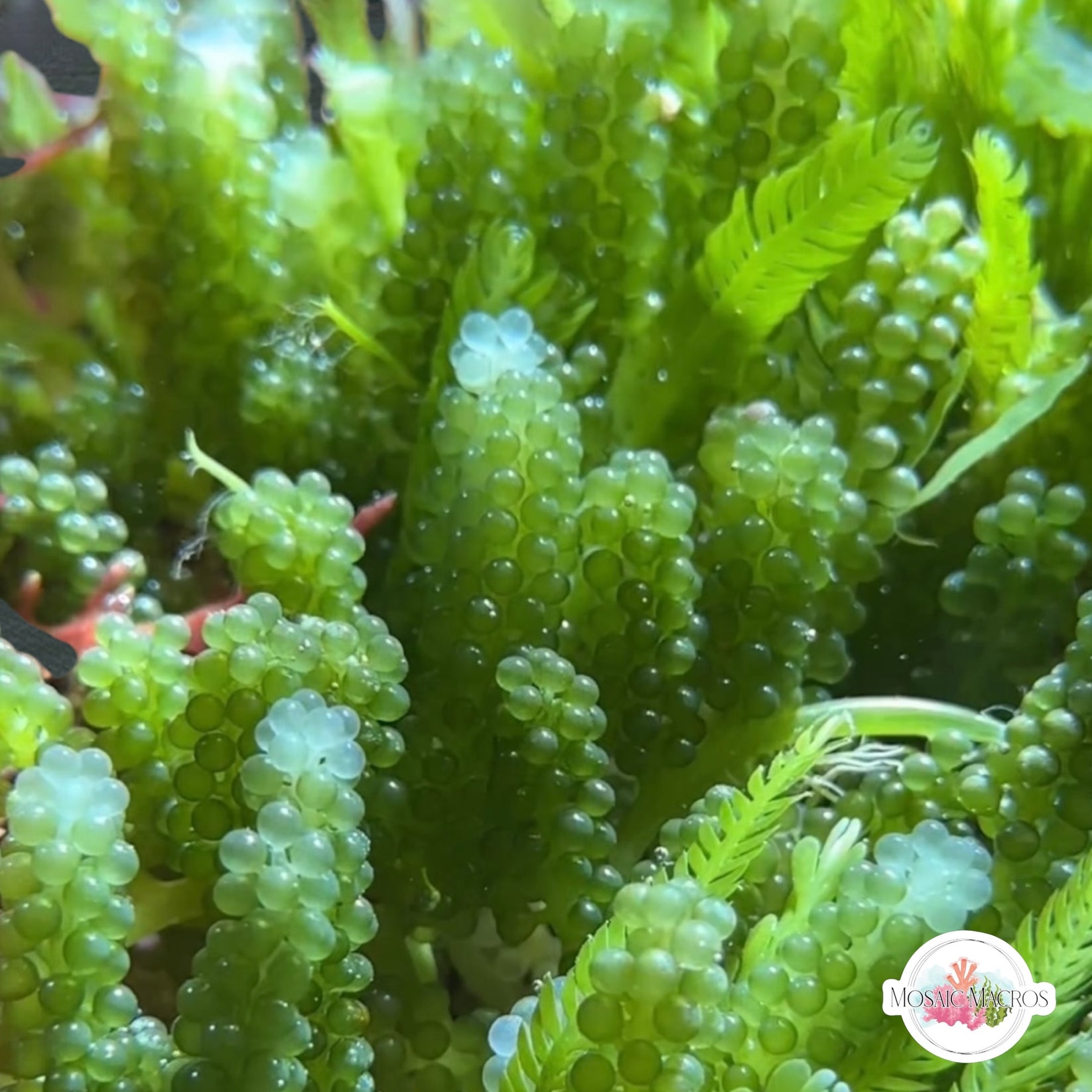 Sea Grapes Caulerpa Macroalgae | Caulerpa lentillifera – MosaicMacros