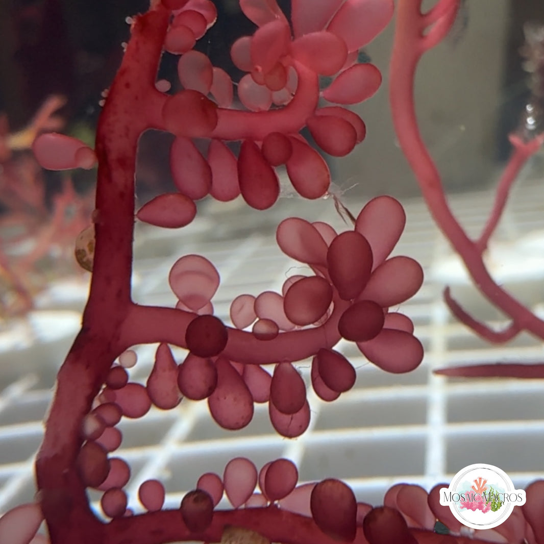 MosaicMacros - Saltwater Macroalgae for Sale for the Reef Tank