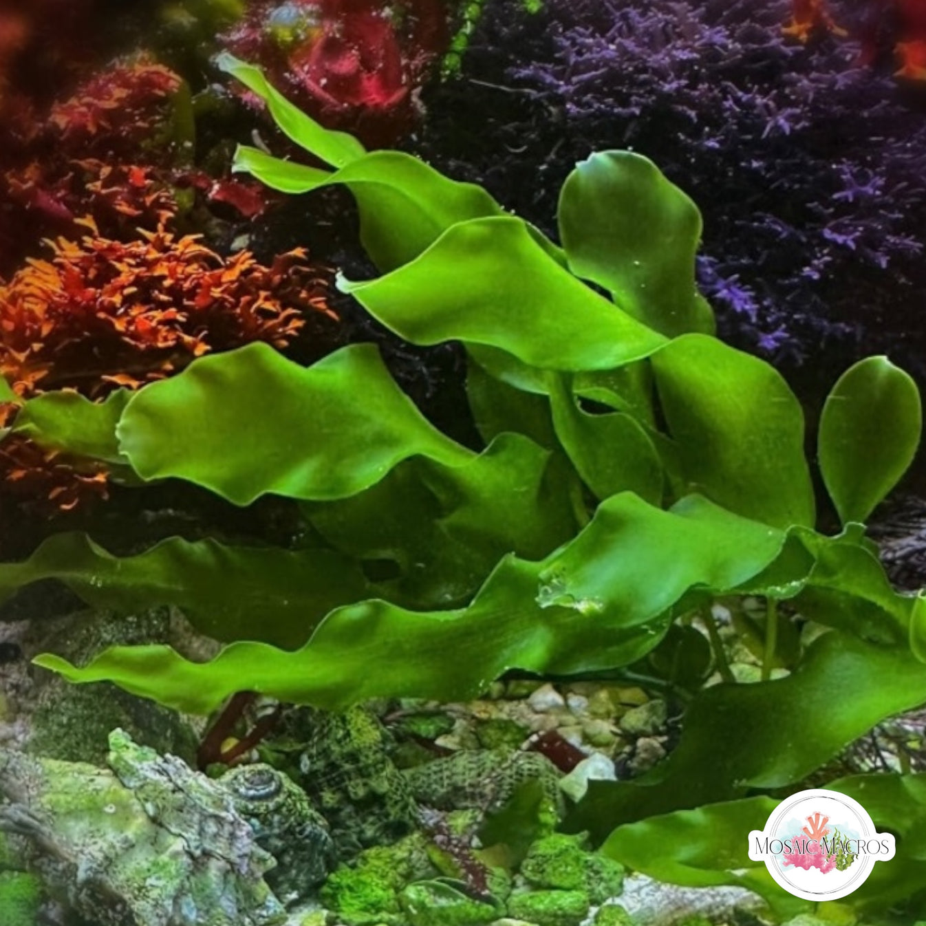 Seagrass Caulerpa Macroalgae | Caulerpa prolifera – MosaicMacros