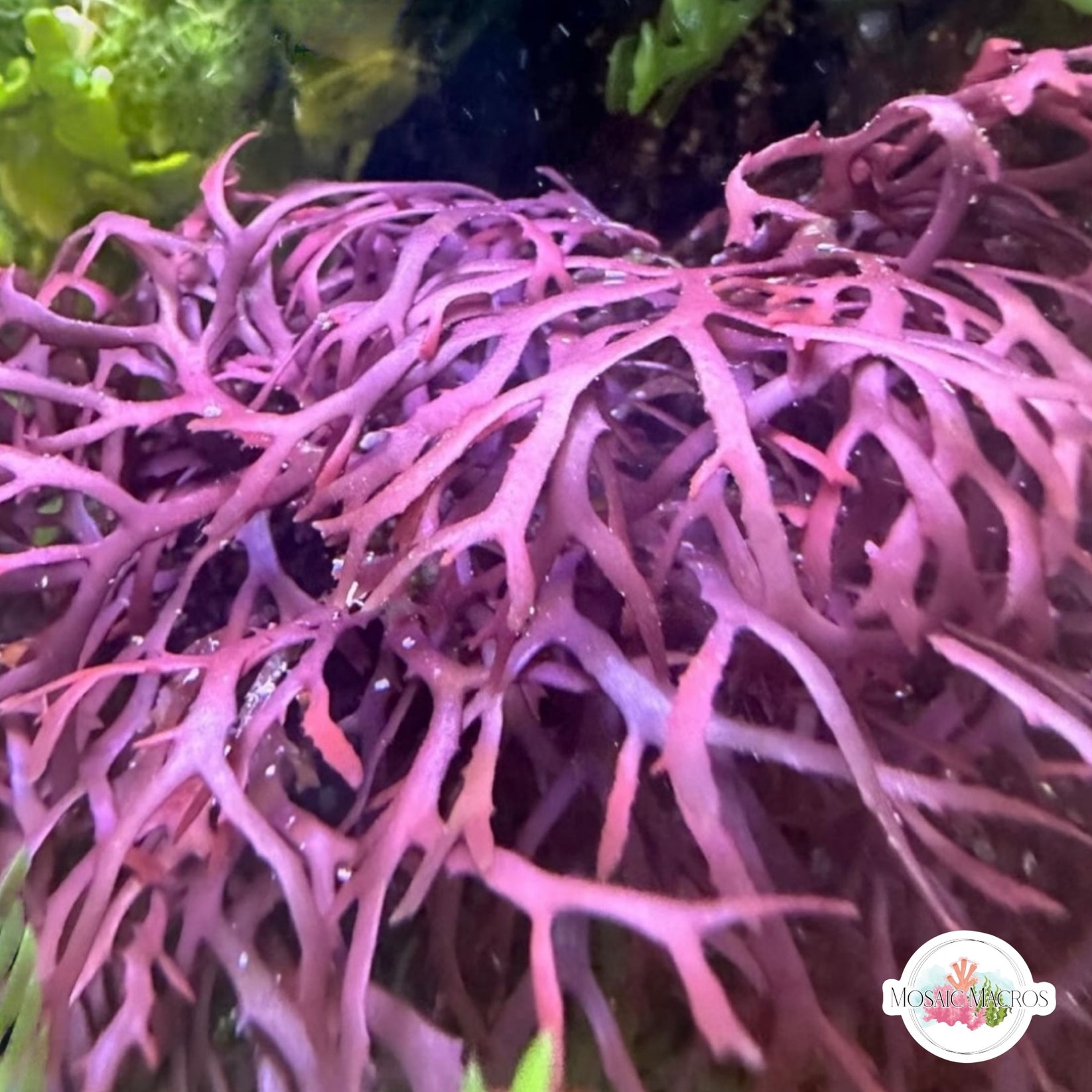 Purple Flat-Branching Macroalgae | Gracilaria sp. – MosaicMacros