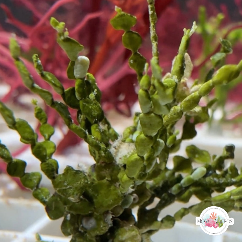 Mini Halimeda Macroalgae | Halimeda tuna – MosaicMacros