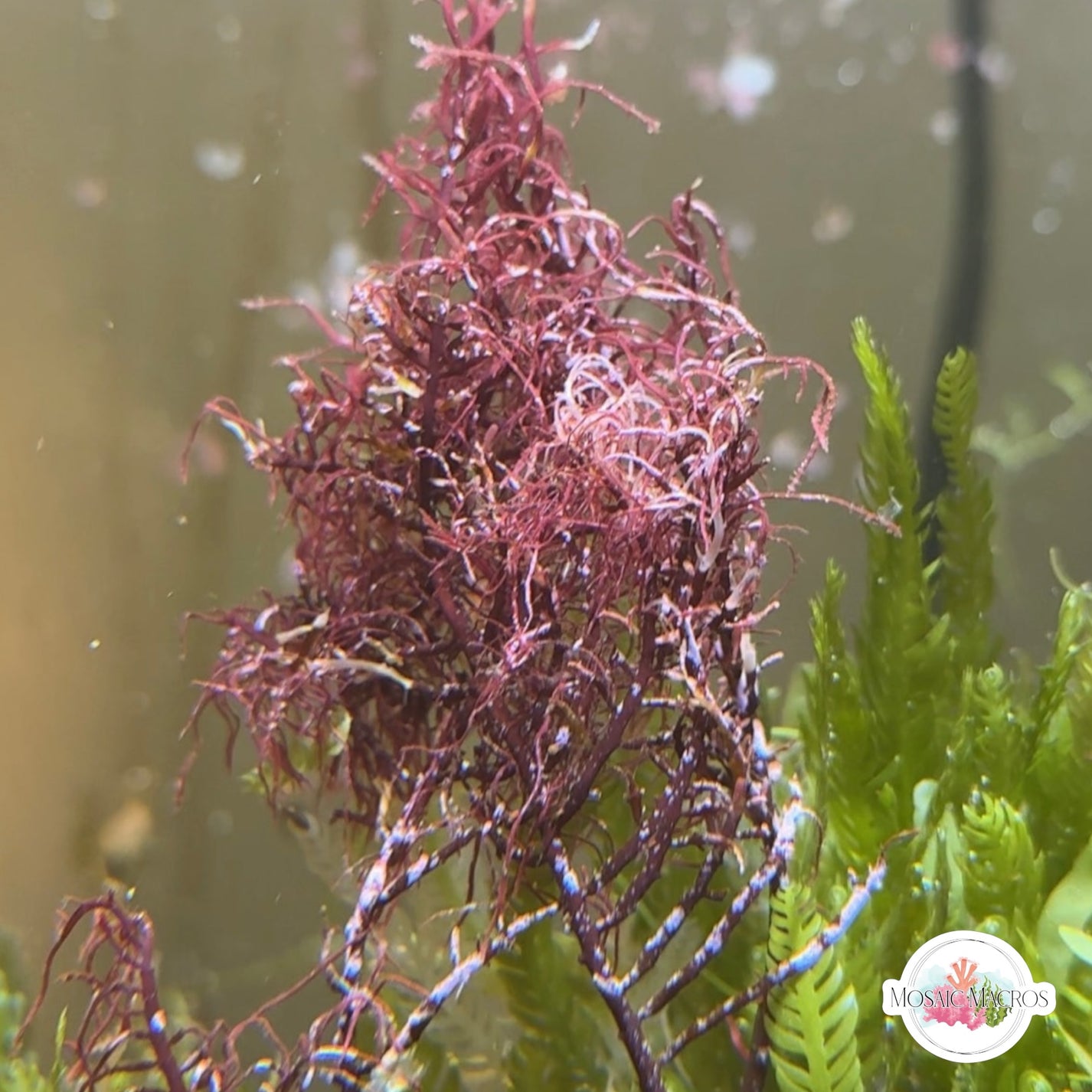 Jumbo Gelidium Macroalgae | Gelidium sp. – MosaicMacros
