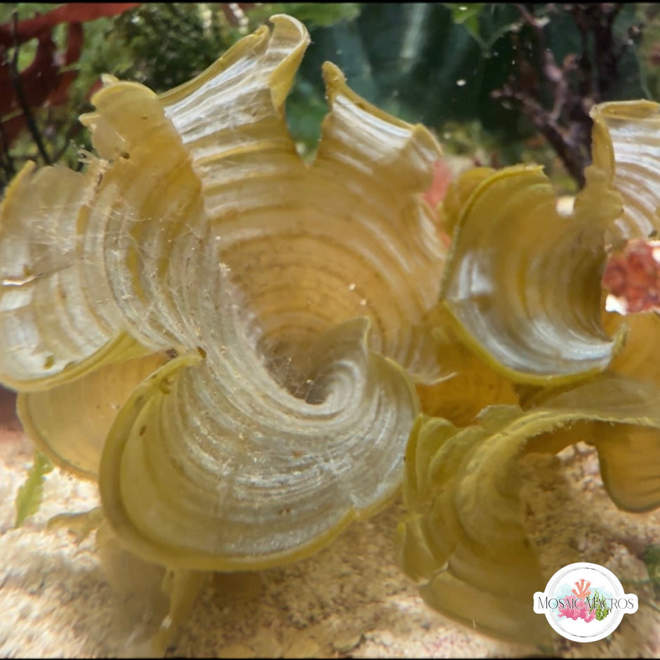 Phaeophyta (Brown Algae) – MosaicMacros