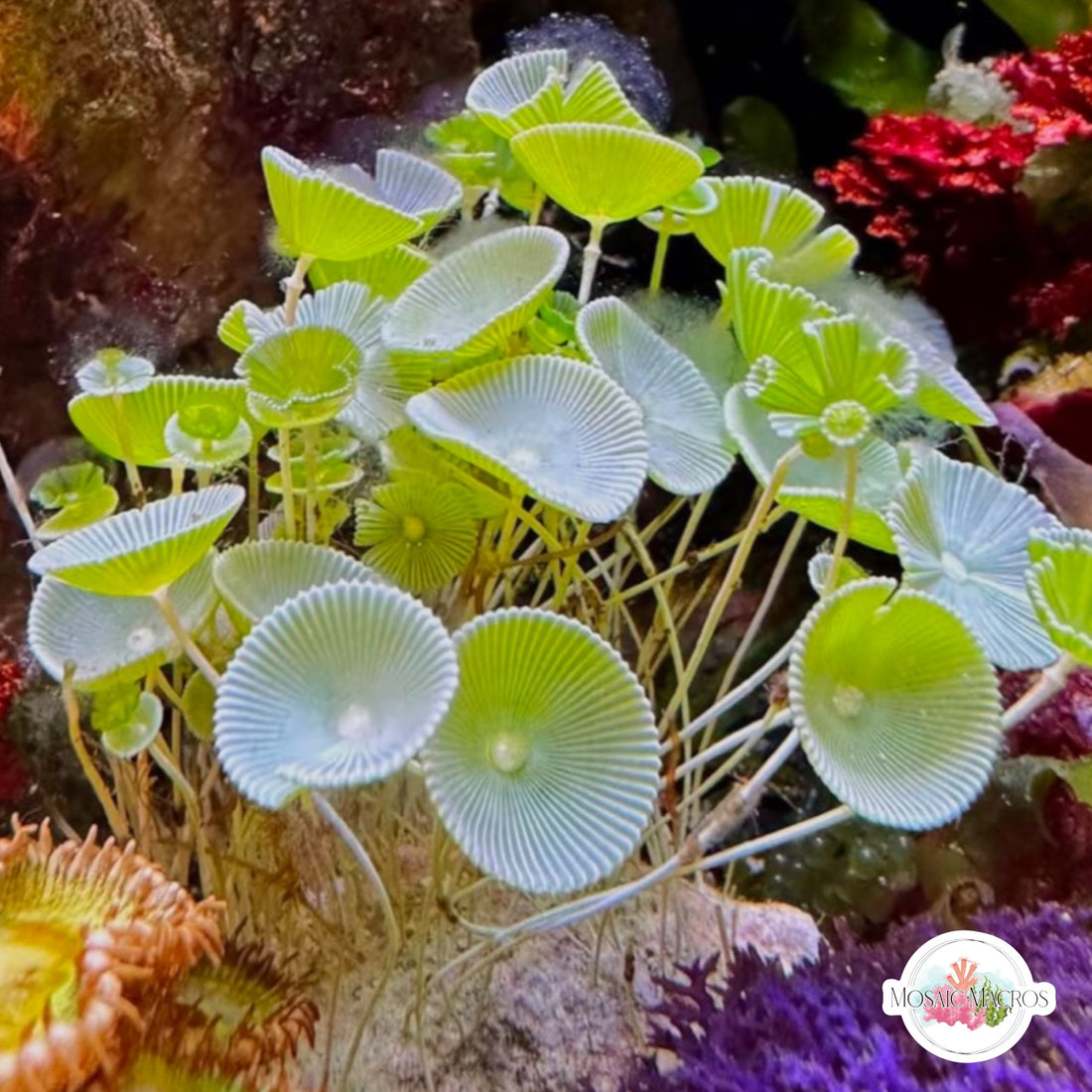 Mermaid’s Wine Glass Macroalgae | Acetabularia sp. – MosaicMacros
