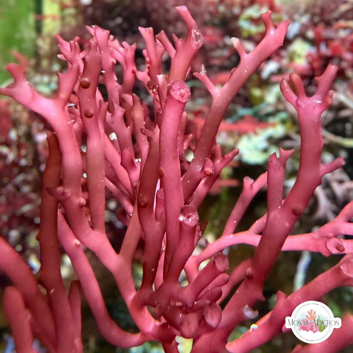 Red Bamboo Macroalgae | Gracilaria sp – MosaicMacros