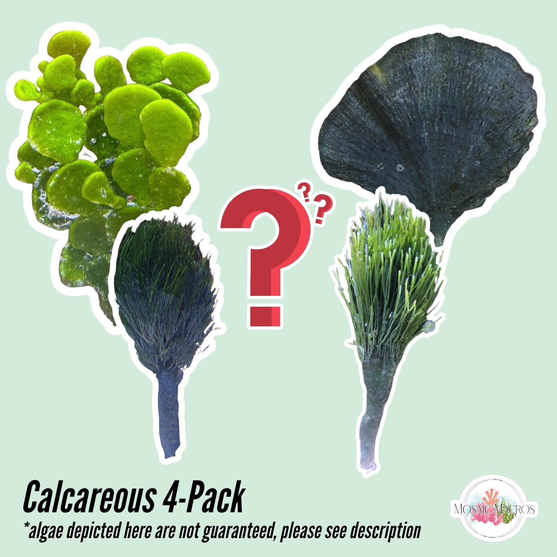 Calcareous Macroalgae 4-Pack Sampler | Udotea, Halimeda, Shaving Brush ...