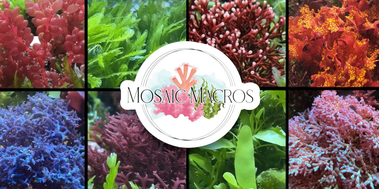 MosaicMacros - Saltwater Macroalgae for Sale for the Reef Tank